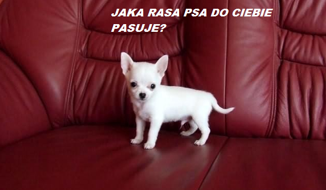 JAKA RASA PSA DO CIEBIE PASUJE? | sameQuizy
