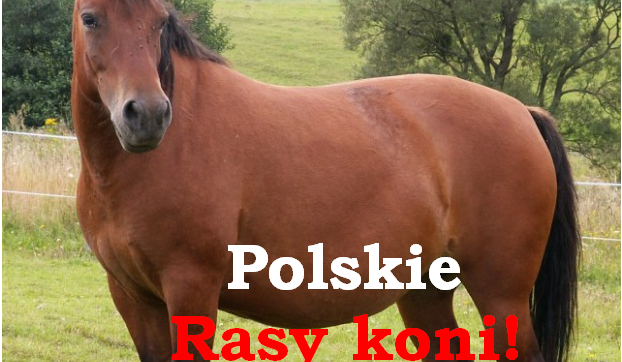 Polskie rasy koni!!! | sameQuizy