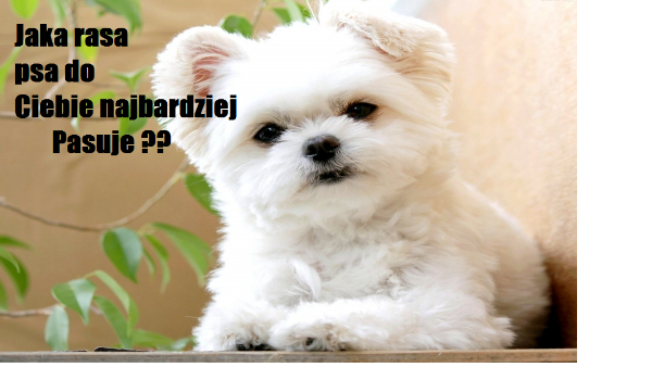 Jaka rasa psa do ciebie najbardziej pasuje ? | sameQuizy