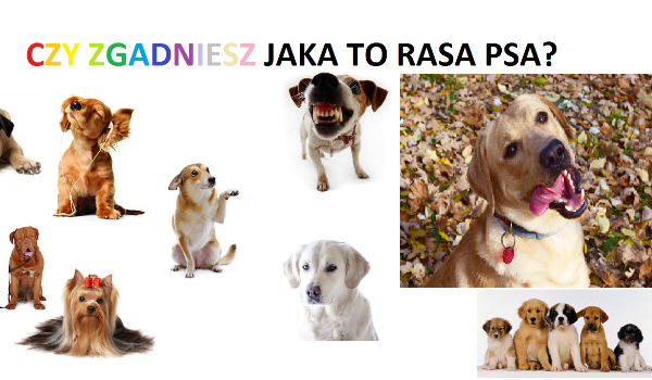 czy zgadniesz jaka to rasa psa? | sameQuizy