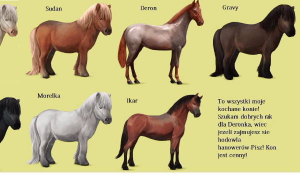 Czy rozpoznasz rasy koni? | sameQuizy