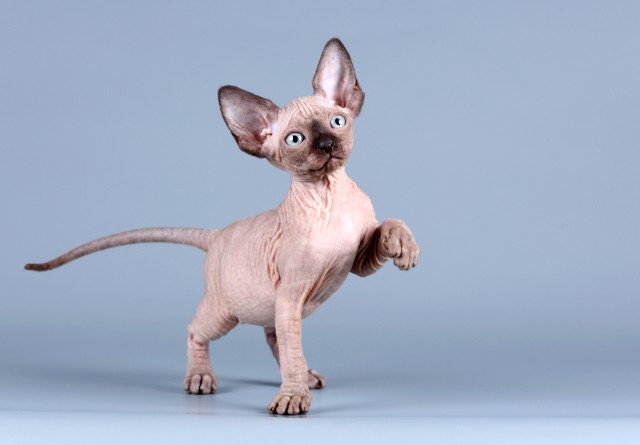 co wolisz? | sameQuizy