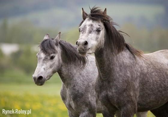 Co wolisz? Który koń jest ładniejszy? 2# | sameQuizy