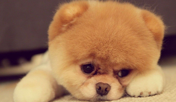 Jak dobrze znasz rasy psów? | sameQuizy