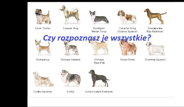 Jaka to rasa psa? | sameQuizy