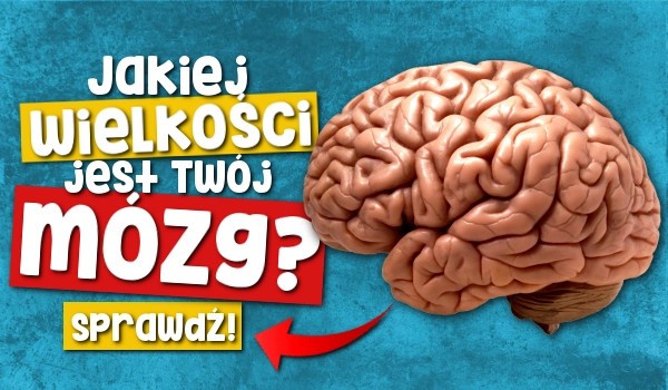 Czy masz Mózg | sameQuizy