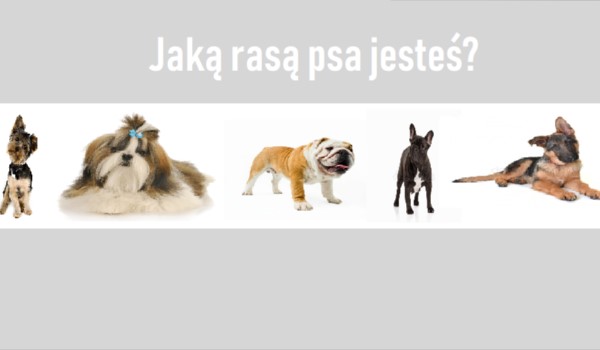 Jaka rasa psa do ciebie pasuje? | sameQuizy