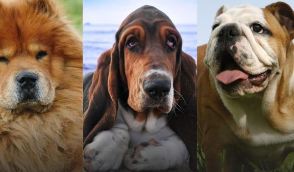 Na ile procent znasz znane rasy psów? | sameQuizy