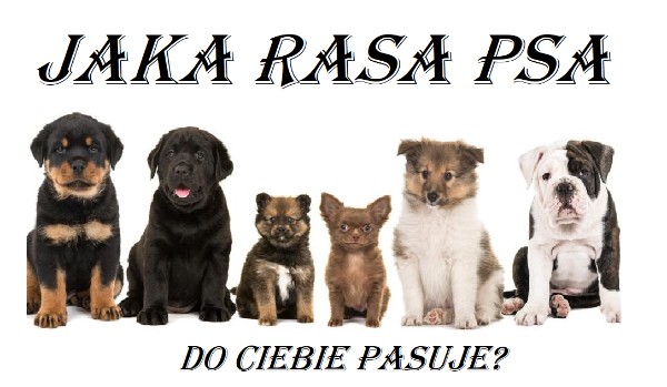 Jaka rasa psa do Ciebie pasuje? | sameQuizy