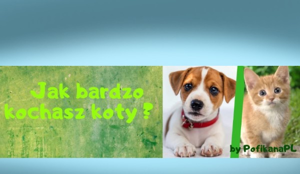 Jak bardzo kochasz koty? | sameQuizy