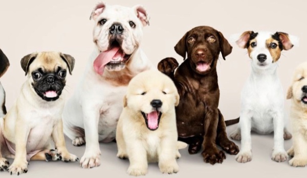 Jaka rasa psa do cię bie pasuje | sameQuizy