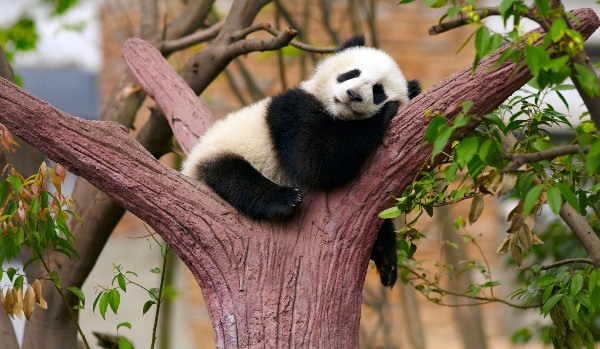 Panda VS Panda | sameQuizy