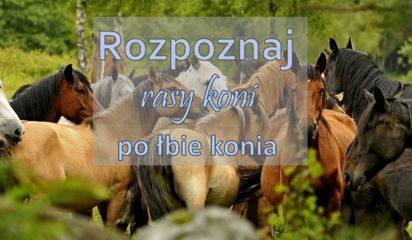 Jaka to rasa konia? Rozpoznaj rasy koni po łbie konia. ZGADYWANKA! | sameQuizy