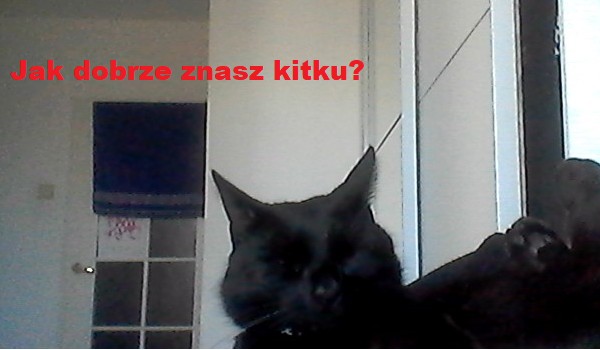 Jak dobrze znasz kitku | sameQuizy