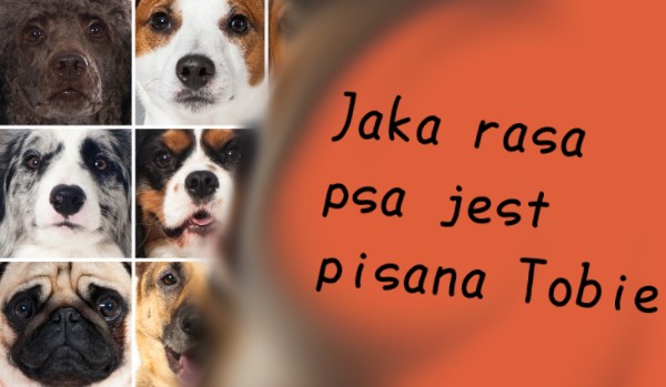 Jaka rasa psa jest pisana tobie? | sameQuizy