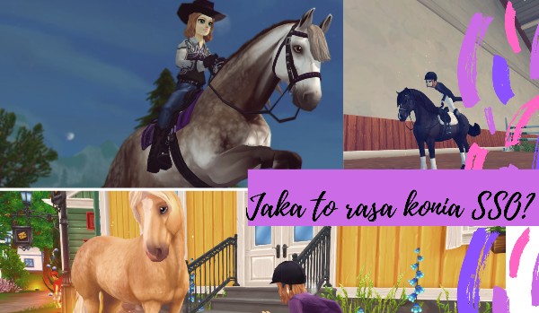 Jaka to rasa konia SSO? | sameQuizy