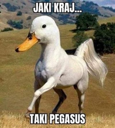 Memy z kaczkami hit czy kit. | sameQuizy