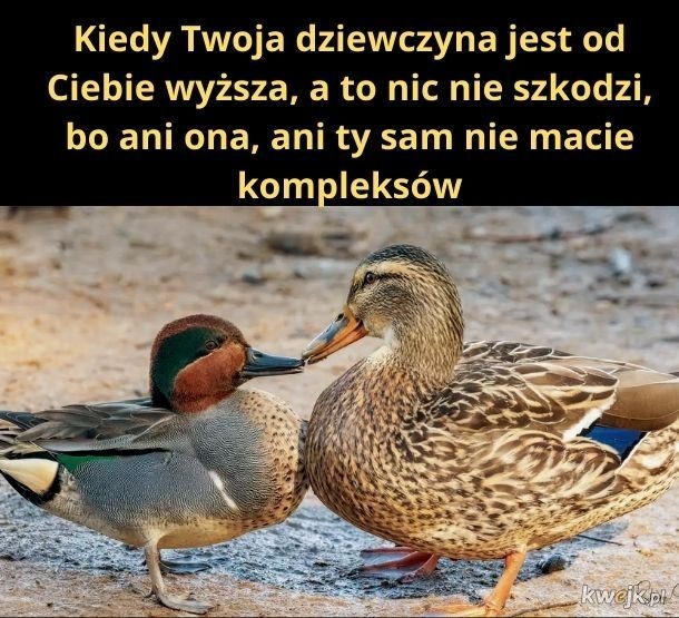 Memy z kaczkami hit czy kit. | sameQuizy