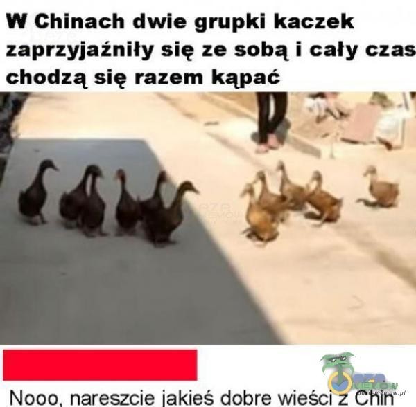 Memy z kaczkami hit czy kit. | sameQuizy