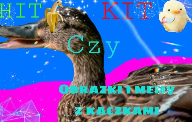 HIT czy KIT obrazki i memy z kaczkami! | sameQuizy