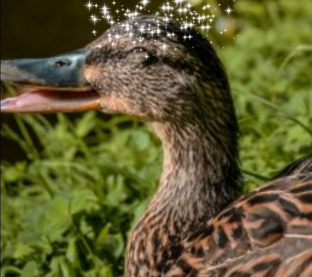 HIT czy KIT obrazki i memy z kaczkami! | sameQuizy