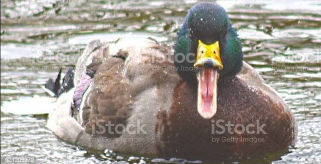 HIT czy KIT obrazki i memy z kaczkami! | sameQuizy