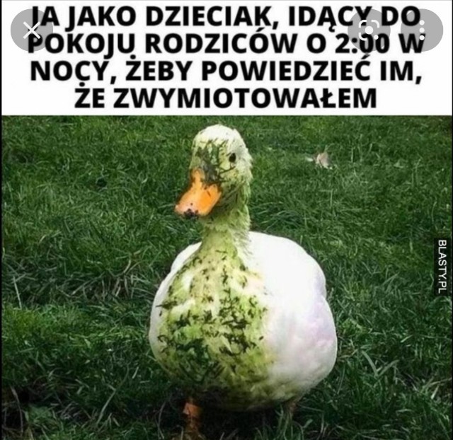 HIT czy KIT obrazki i memy z kaczkami! | sameQuizy