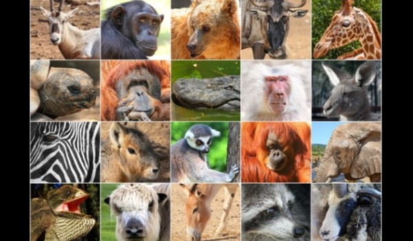 Jakie zwierze wolisz? | sameQuizy