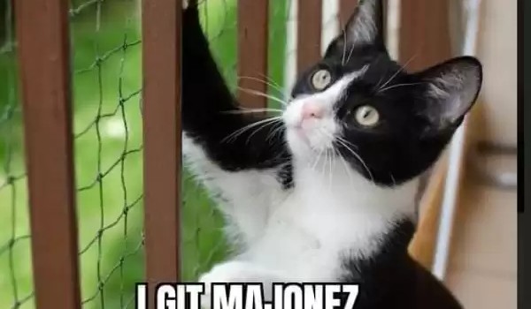 zdrapka! Wybierz MEM kitku | sameQuizy