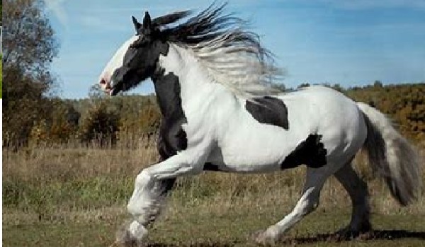 jaka to rasa konia? | sameQuizy