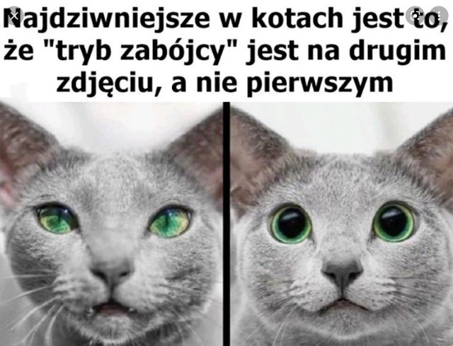 Uważasz że ten mem z kotem jest zabawny czy słodki ? | sameQuizy