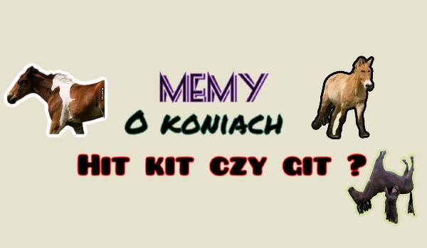 Hit kit czy git memy o koniach | sameQuizy