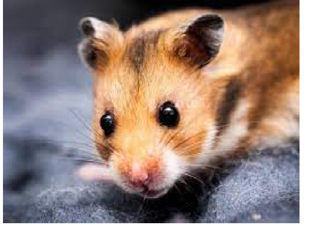 czy tfuj chomik ... głosowanie dla włascicieli chomikuw | sameQuizy