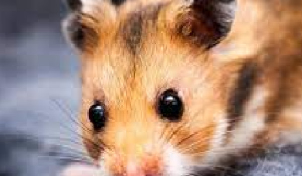 czy tfuj chomik ... głosowanie dla włascicieli chomikuw | sameQuizy