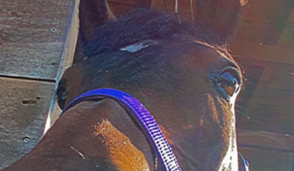 Czy znasz się na koniach? | sameQuizy