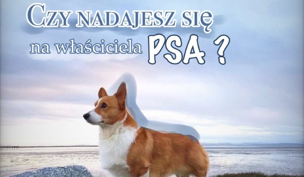 Czy nadajesz się na właściciela psa? | sameQuizy