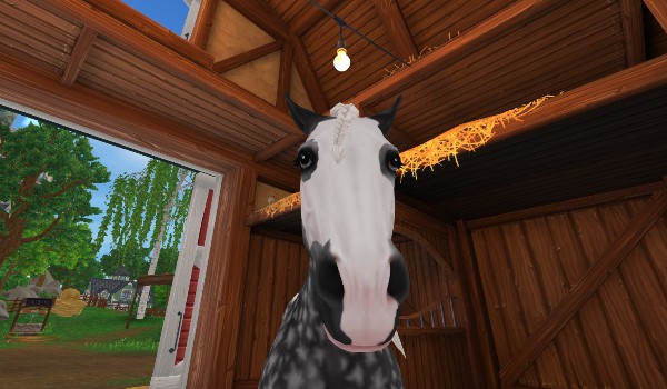 Głosowanie na temat star stable online! | sameQuizy