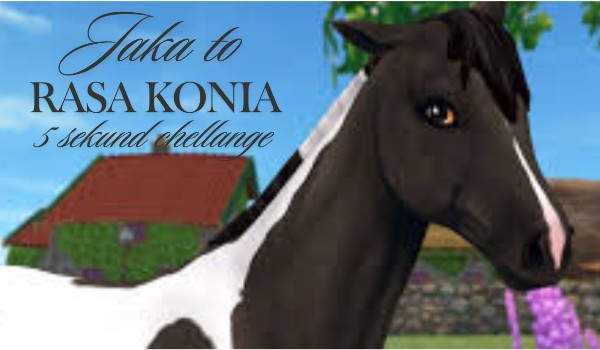 Co to za rasa konia? 5 sekund chellange! | sameQuizy