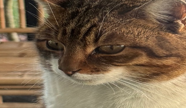 czy tfuj stary jest dębiłem | sameQuizy