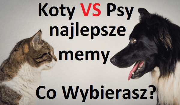 Najlepsze Memy! Koty VS Psy! | sameQuizy