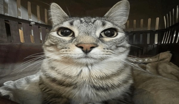 kim jestem | sameQuizy