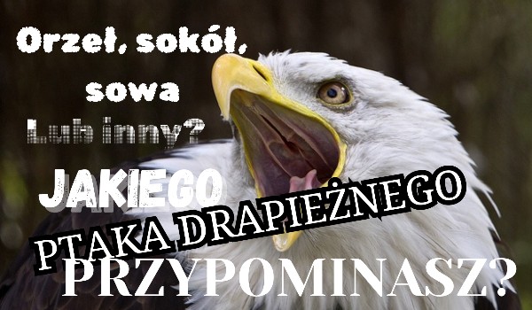 Orzeł, sokół, sowa lub inny? - Jakiego ptaka drapieżnego przypominasz? | sameQuizy