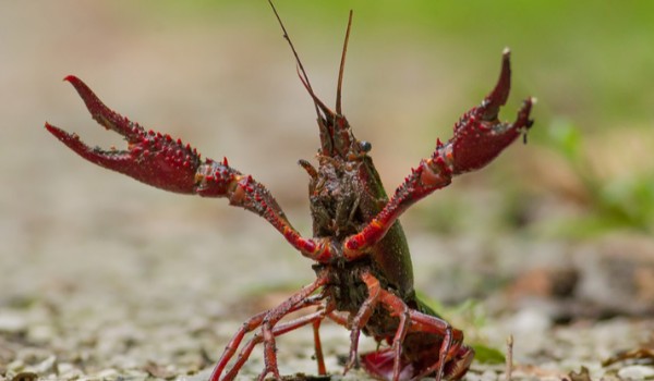 Test na raka | sameQuizy