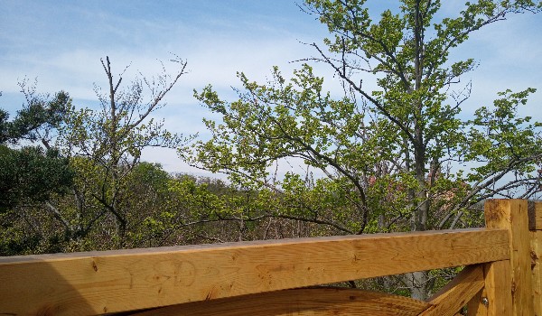 zdrapka czy jesteś sigma | sameQuizy